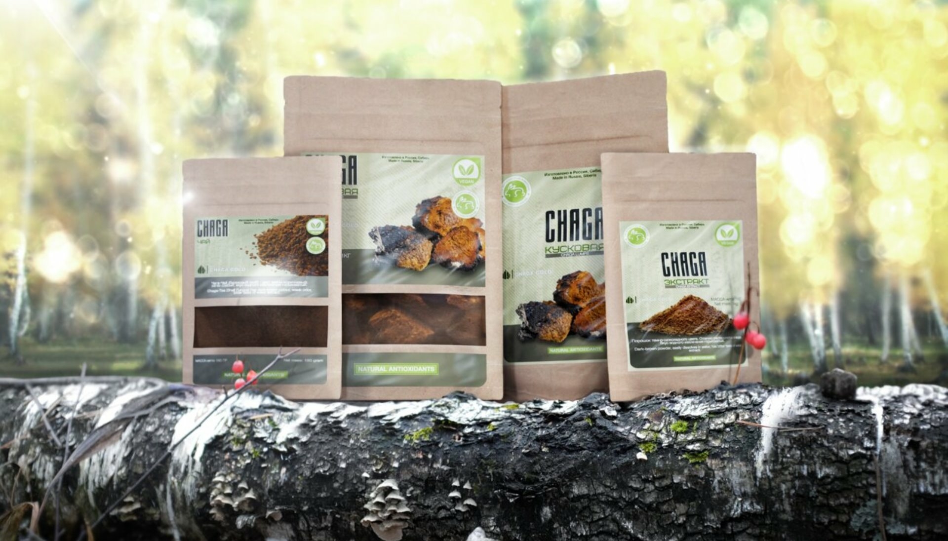 CHAGA TEA FROM BIRCH FUNGUS - HEALING BY NATURE SPINOFF.COM